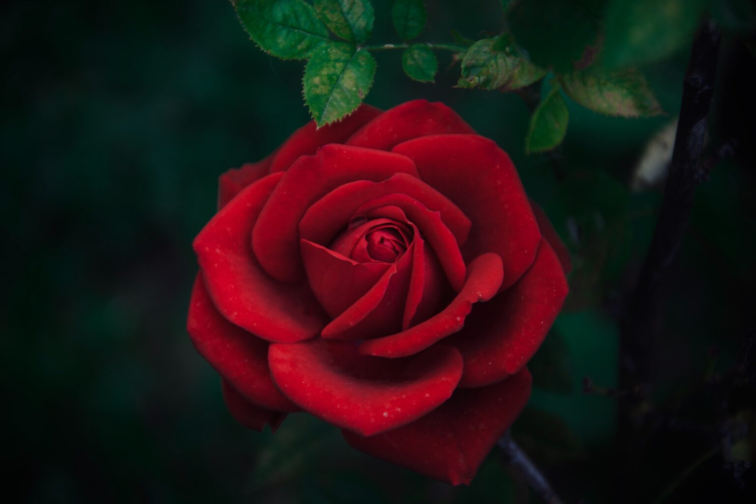 How To Paint Roses In 4 Easy Steps - Acrylics For Beginners