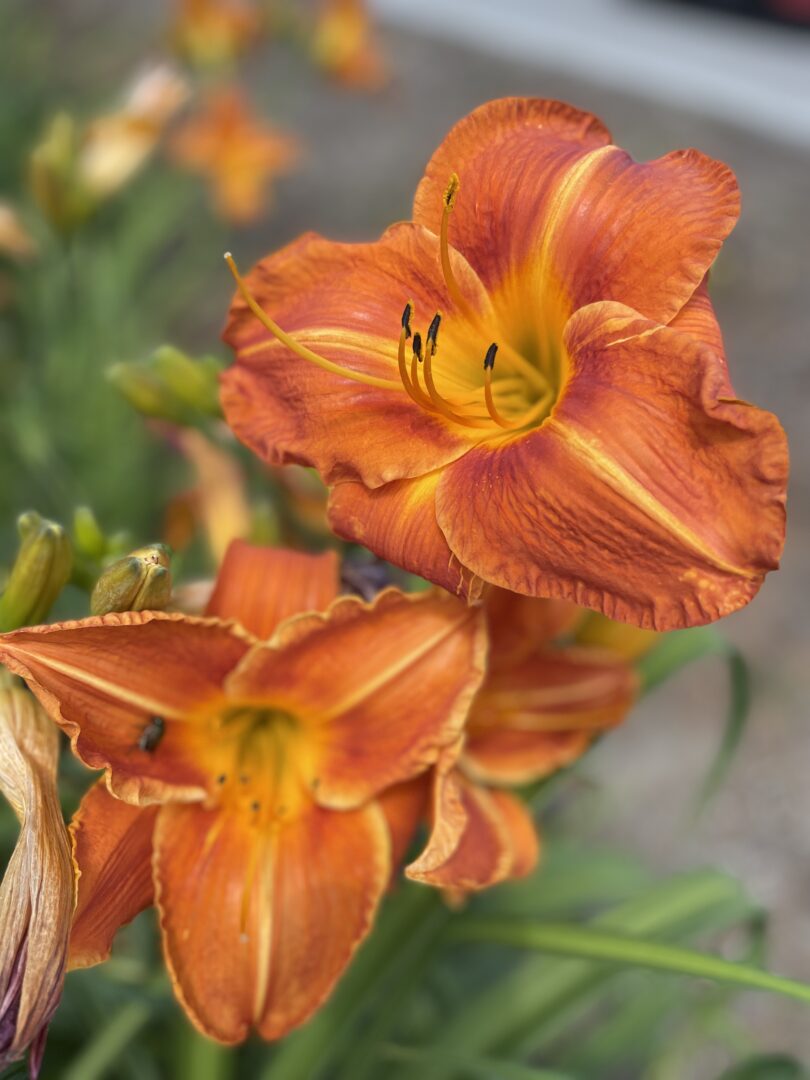 How to Paint a Lily: Step-by-Step Flower Painting Guide for Beginners