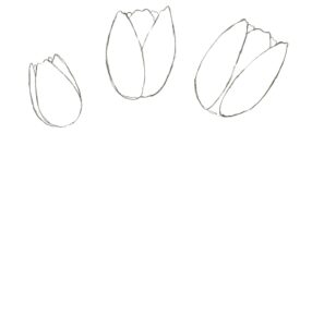 How to Draw Tulips: Easy Step-By-Step Tutorial For Beginners