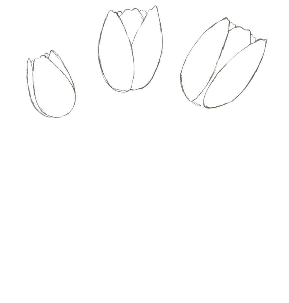 How to Draw Tulips: Easy Step-By-Step Tutorial For Beginners
