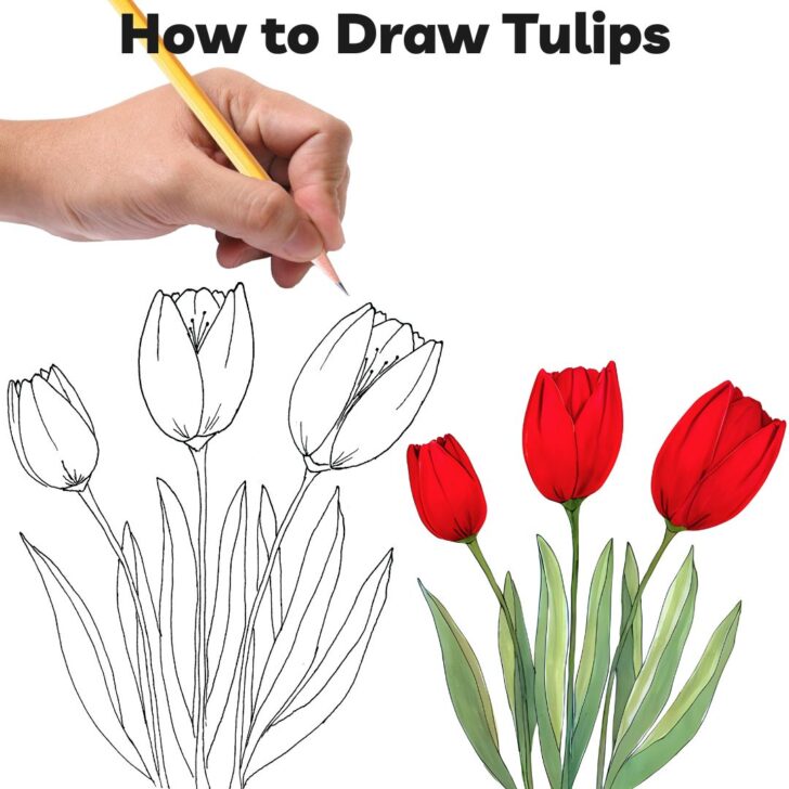 How to Draw Tulips: Easy Step-By-Step Tutorial For Beginners